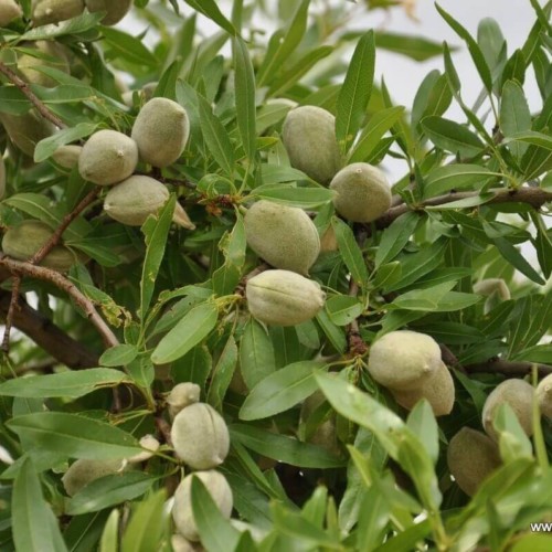 ALMENDRO o Árbol de Almendras: Aquí te cuento todo - 2019