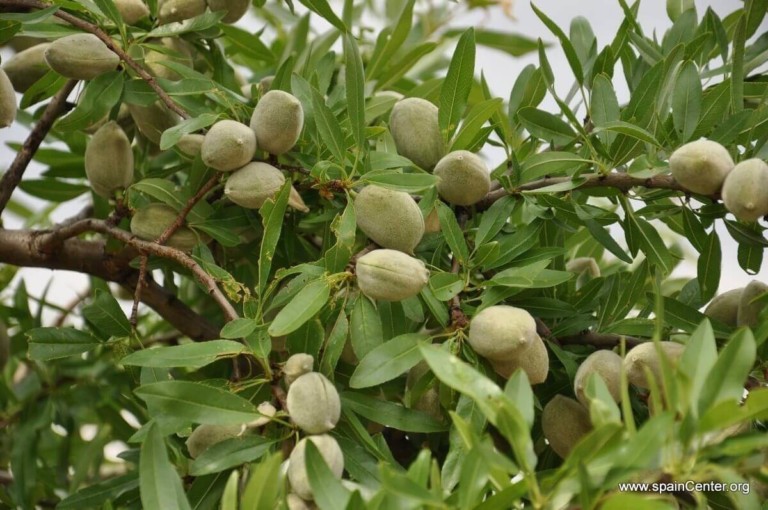 ALMENDRO o Árbol de Almendras: Aquí te cuento todo - 2019